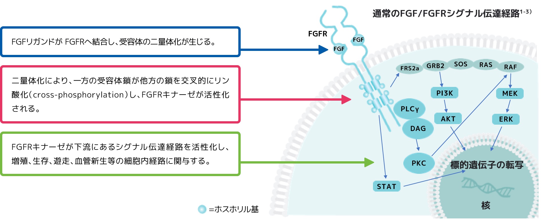 症候群性頭蓋縫合早期癒合症ではFGFR2遺伝子バリアントを認める | 感染症の病理・臨床検査学的考え方