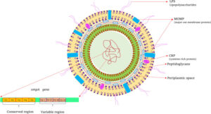 妊婦がオウム病（Chlamydia psittaci）に罹患すると重症化が示唆される | 感染症の病理・臨床検査学的考え方
